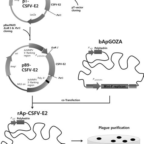 Schematic Representation Of The Recombinant Virus Generation The Download Scientific Diagram