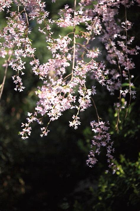 青空に咲く 僕の視線の先に