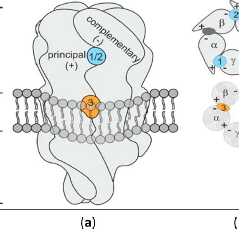A Schematic Rendering Gabaa Receptor Extracellular Domain Ecd Download Scientific Diagram