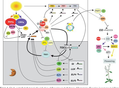 Figure 1 From Photoperiodic Control Of Flowering Time Semantic Scholar