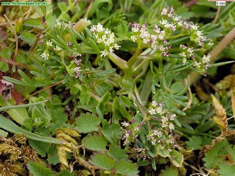 Trinia Glauca Picture 2 Of 15