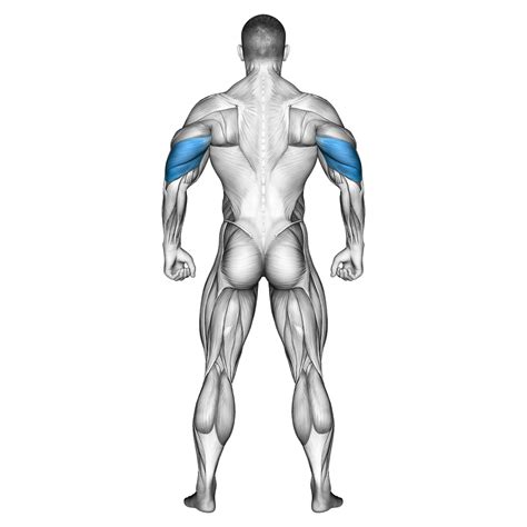 Cable Underhand Tricep Pushdown How To Video Alternatives And More