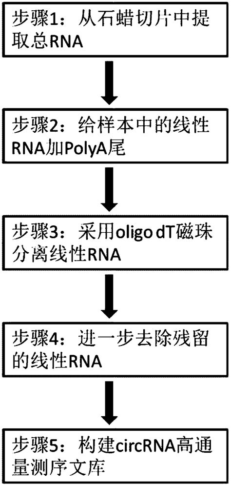 Method For Constructing Circrna High Throughput Sequencing Library Of Ffpe Sample Eureka Patsnap