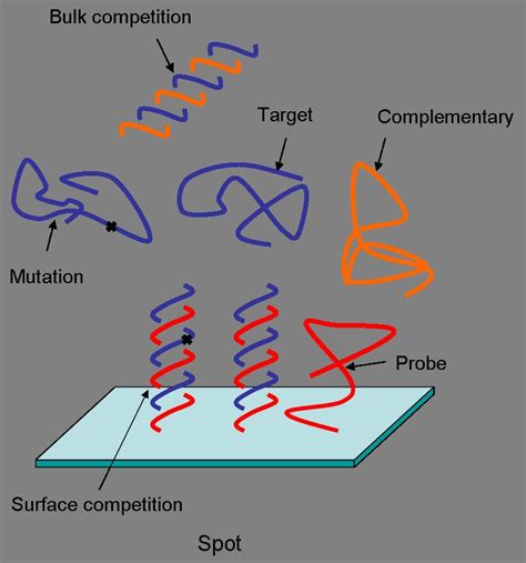 University Info DNA Microarrays