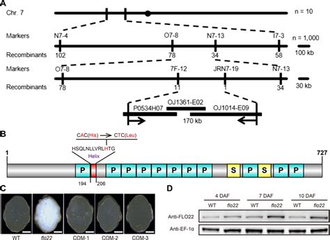 Map‐based Cloning And Complementation Test Of Floury Endosperm22