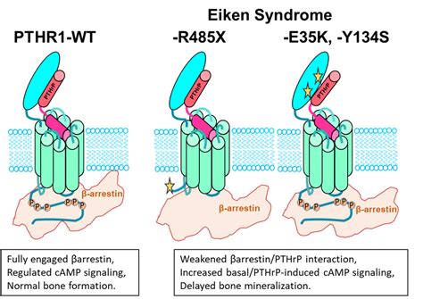 Revealing How Dysregulation Of Gpcr Signaling Can Lead To Human Disease