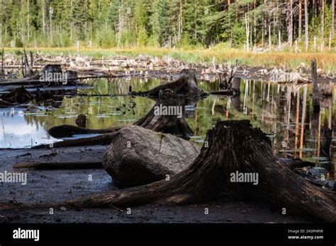 Close Up Of Dark Tree Stumps On A Drying River Bed In Finland Stock