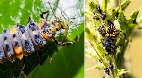 Ladybug Life Cycle Eggs Larvae Pupae Adult With Pictures Identification Guide