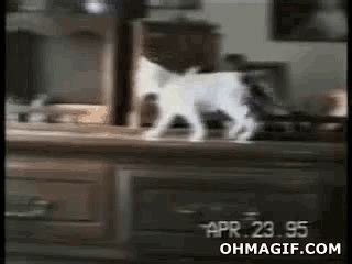 Funny Cat  Scared