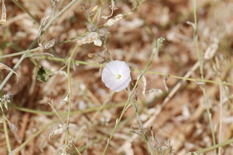 Convolvulus Prostratus Forssk World Flora Pl Ntnet Identify