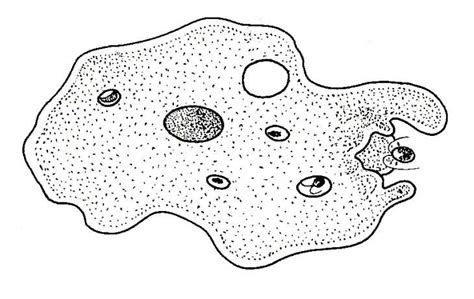 Biological Drawings Amoeba Feeding Biology Teaching Resources By D G