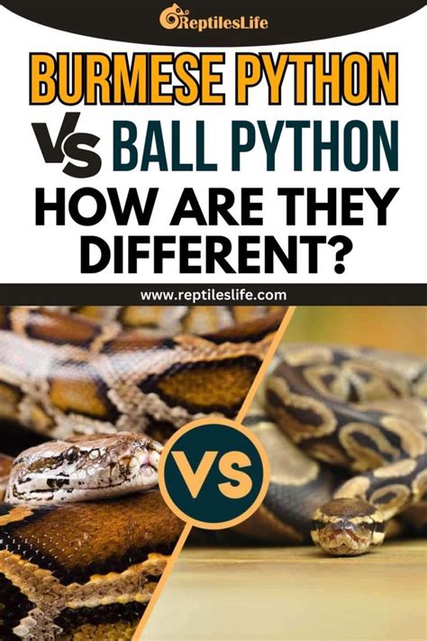 Burmese Python Vs Ball Python Key Differences Explained