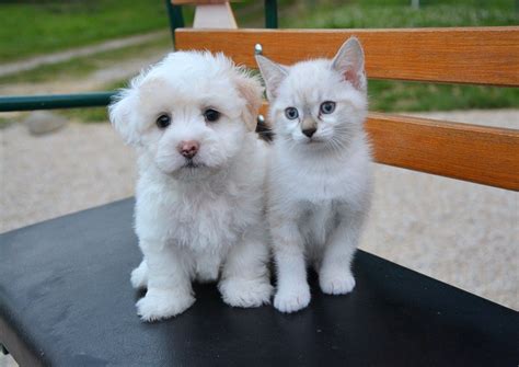 ¿Perro o gato? La ciencia revela cuál es más inteligente - Viva mi salud