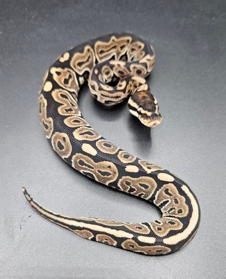 Lace Black Back Ball Python By Maltese Morphs Lace Black Back Ball Python By Maltese Morphs