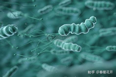 接吻doi会传染幽门螺杆菌吗？姑娘们对它的危害根本一无所知！ 知乎