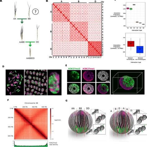 Pdf Wheat Chromatin Architecture Is Organized In Genome Territories And Transcription Factories