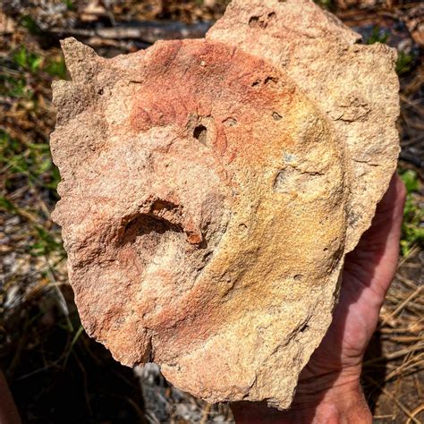 Unique For My Area Nautiloid Member Collections The Fossil Forum