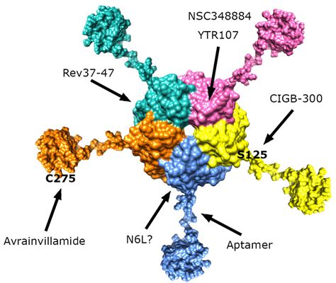 Schematic Representation Of Full Length Npm1 Structure Showing The