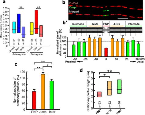 Figure 2 From Myelination And Axonal Electrical Activity Modulate The Distribution And Motility