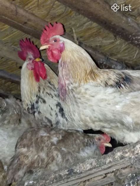 Աքլորներ և հավեր Թռչուններ List Am