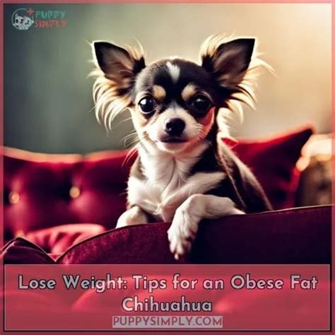 Lose Weight Tips For An Obese Fat Chihuahua