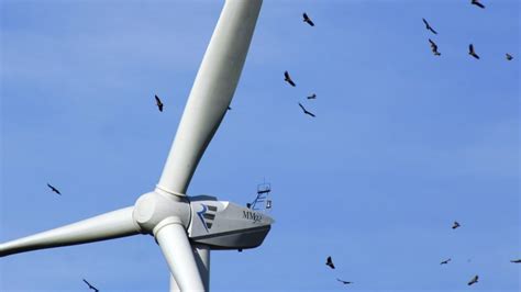 Un Sistema De Inteligencia Artificial Deberá Evitar Colisiones De Aves