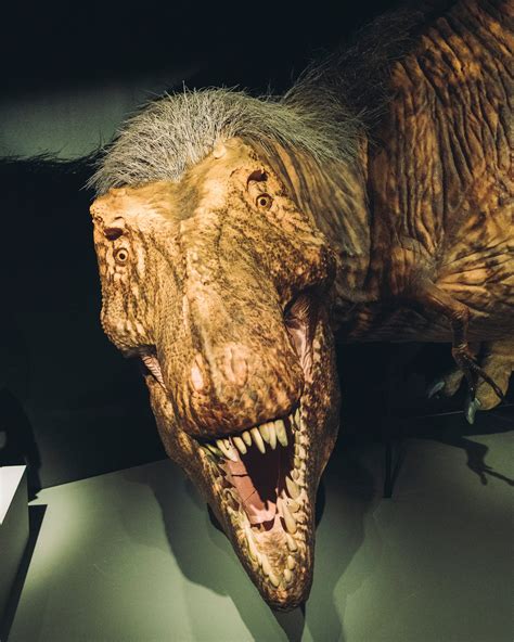 T Rex Like You Havent Seen Him With Feathers The New York Times