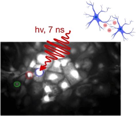 Investigations Of Astrocyte Calcium Signaling And Imaging With Classical And Nonclassical Light