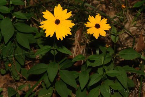 Chipola Coreopsis Wildflowers Nature In Focus