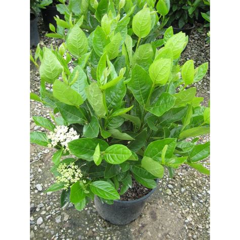 Winterthur Viburnum Viburnum Nudum ‘winterthur 3 Gallon 18