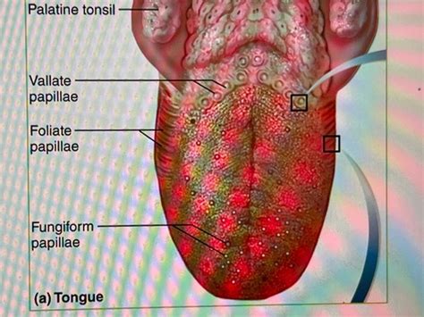 Sensory Organs Flashcards Quizlet