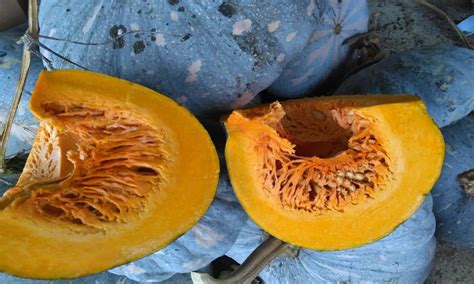 5 Resep Olahan Labu Kuning Cocok Untuk Camilan Di Rumah Parboaboa