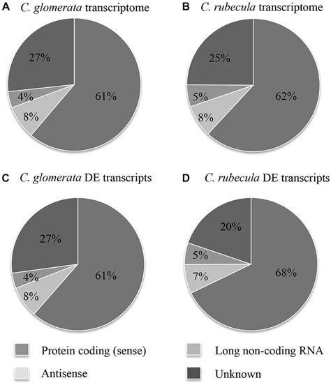 The Fraction Of Protein Coding Sense Transcripts Antisense Download Scientific Diagram