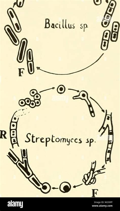 Eubacteria Drawing
