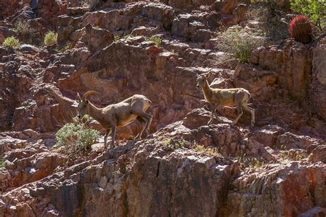 Tripadvisor Heldags Black Canyon Emerald Cave Kajak Eventyr Leveret