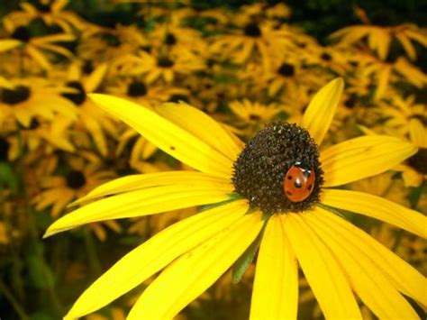 Arm Unveils Details Of Astc Texture Compression At Hpg Conference