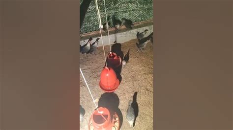 ফাওমি মুরগি পালন এ কেমন লাভবান হওয়া যায় Youtube