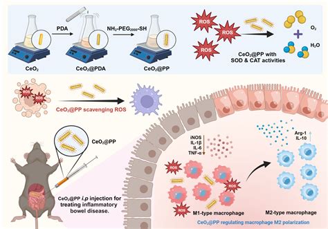 Polydopamine Modified Ceria Nanorods Alleviate Inflammation In Colitis