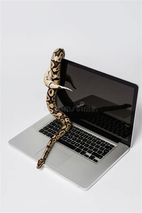 Python Snake And Laptop Computer Concept Of Using High Level Python Snake And Laptop Computer Concept Of Using High Level
