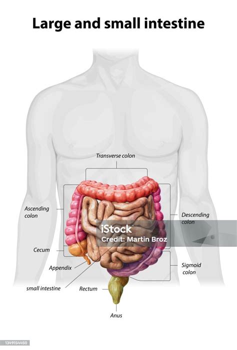 크고 작은 내장은 흰색에 고립 인간의 소화 시스템 해부학 위장관 3d 렌더 건강관리와 의술에 대한 스톡 사진 및 기타 이미지 건강관리와 의술 결장 공장 소장 Istock