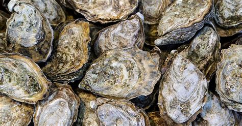The Hidden Consequences Of Ocean Acidification How Low PH Could Shift Oyster Sex Ratios