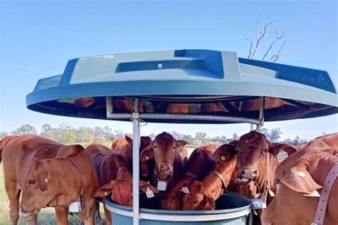 Wireless Cattle Tag Technology Tracks Nutrition