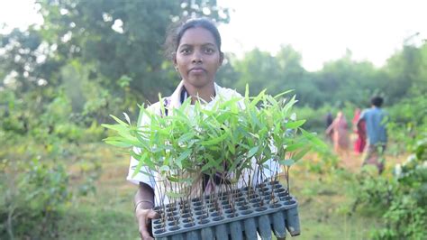 Rajesh Kumar Sahoo On Linkedin Plantingtrees Farmforestry