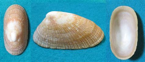 Shellauction Net Cymbula Compressa 3441163