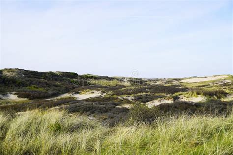 Dune Landscape At The Dutch North Sea Coast Netherlands Stock Image