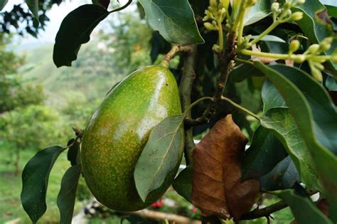 Plant Avocado Tree From Pit A Step By Step Guide Plant Grower World