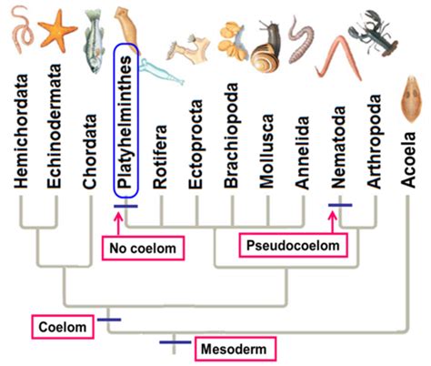 Lecture 20 And 21 Protosomes Flashcards Quizlet