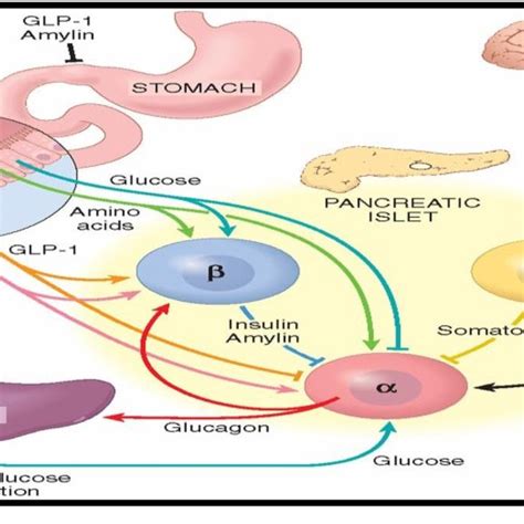Biological Activity Of Glp 1 John R 2014 Download Scientific Diagram
