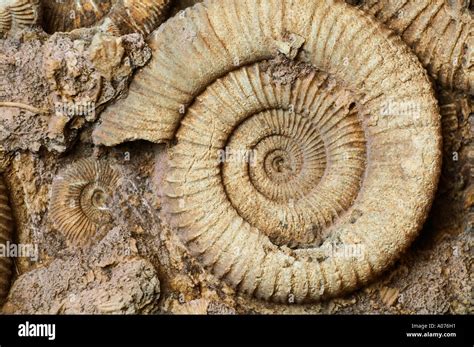 Fossil Hi Res Stock Photography And Images Alamy