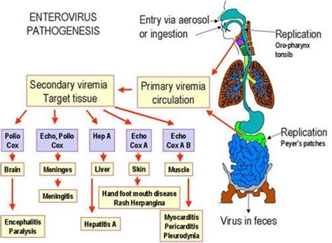 Viral Meningitis And Encephalitis Flashcards Quizlet